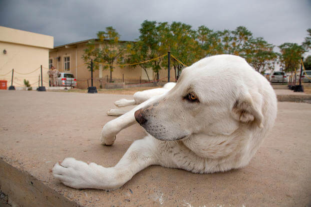 Soldier to Reunite with Stray Dog She Adopted While Deployed | Military.com