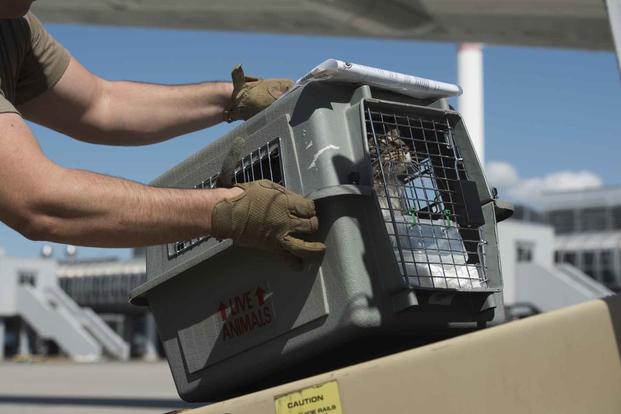 New Law Says Troops Get Up to $4,000 for Pet PCS Costs -- But DoD Hasn ...