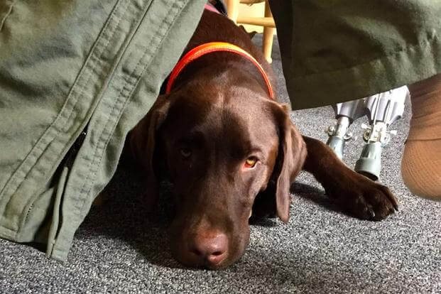 This National Guard Service Dog Is Unlike Any Other | Military.com